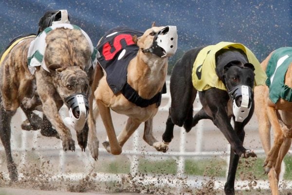 Iowa Greyhound Racing to End Next Year, as Casino Subsidy Concludes