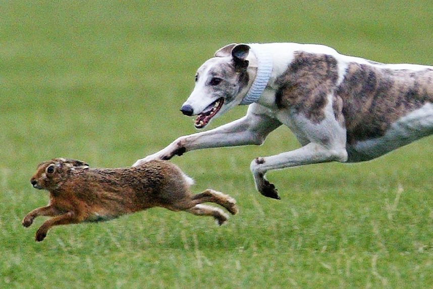 Gambling on Hares Is a Thing in the UK and It's Feeding an Illegal ...