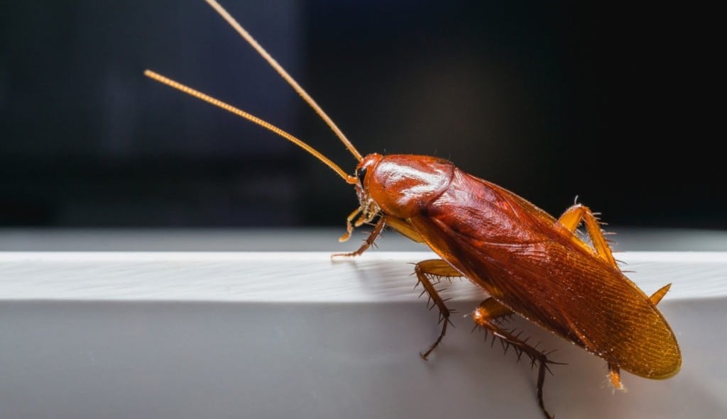 Detroit Greektown Casino Visitor Sees Roaches in Cup After Drink