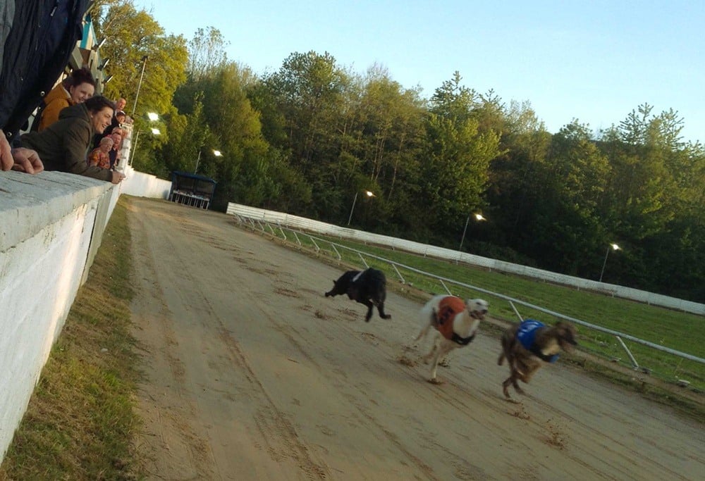 Wales First UK Nation to Ban Greyhound Racing