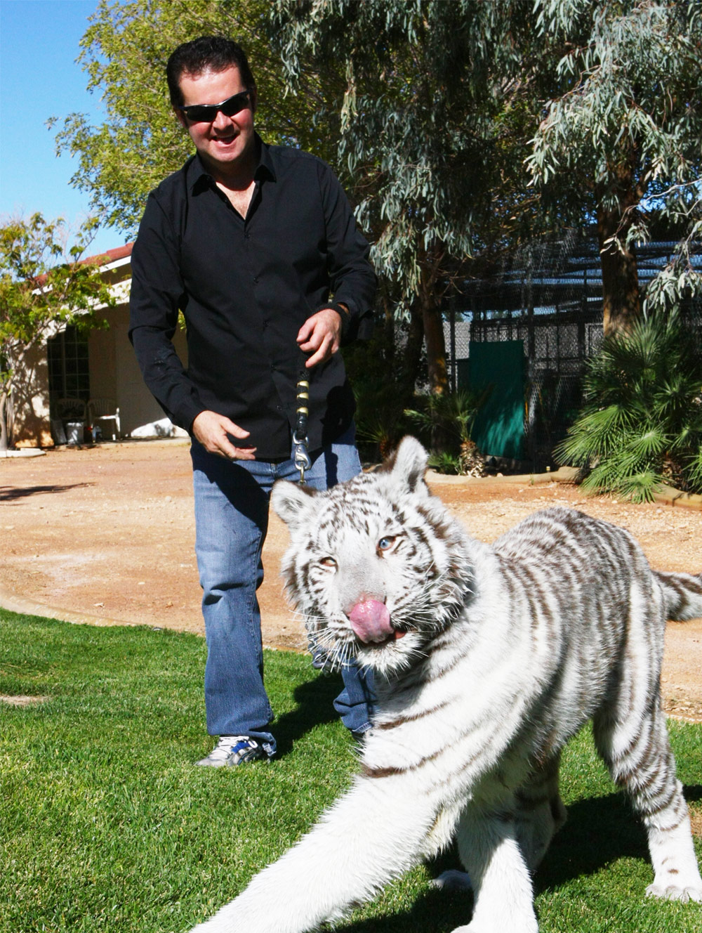 Longtime Big Cat Magician Dirk Arthur Dies | Vital Vegas